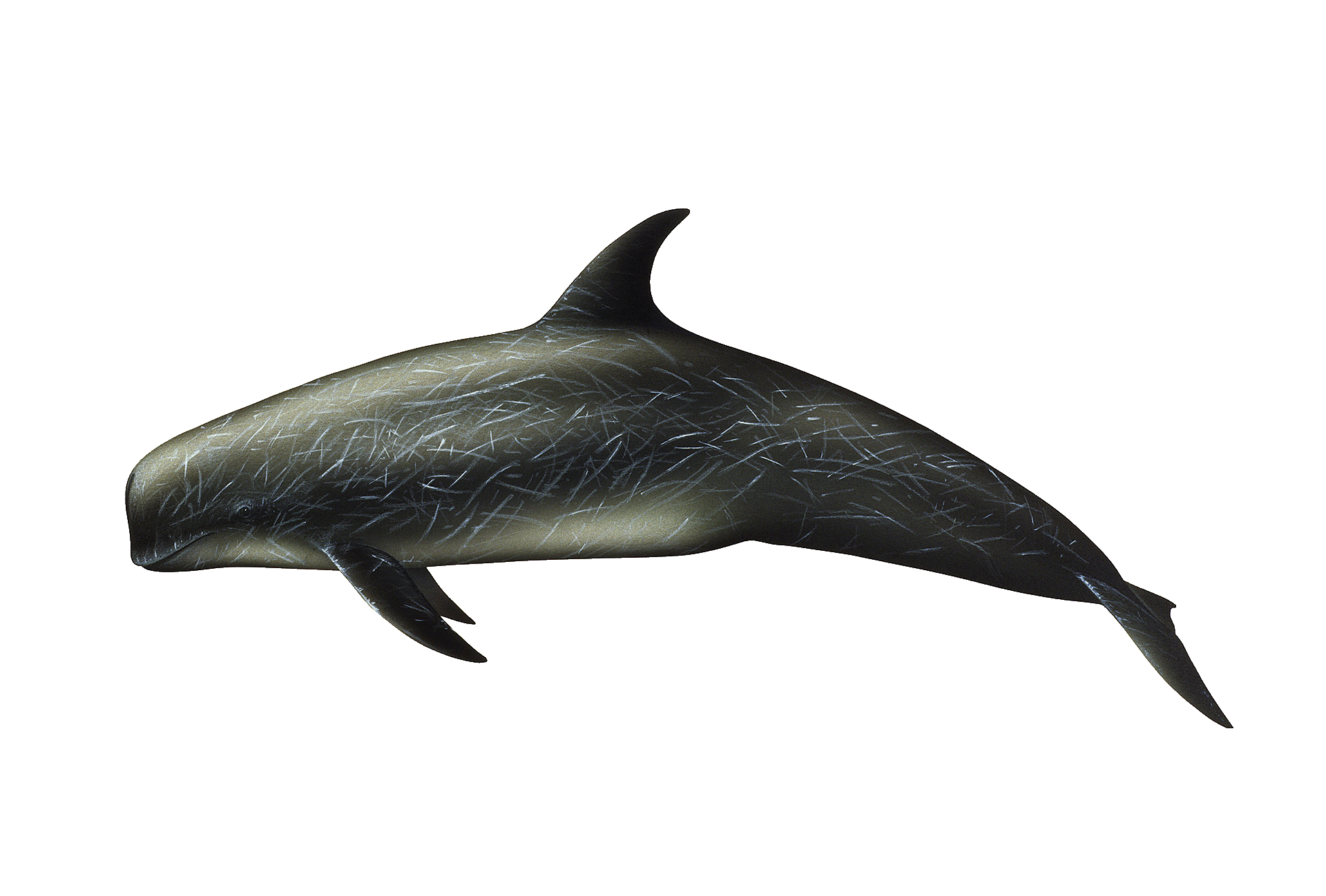 SPECIE - Pelagos Sanctuary