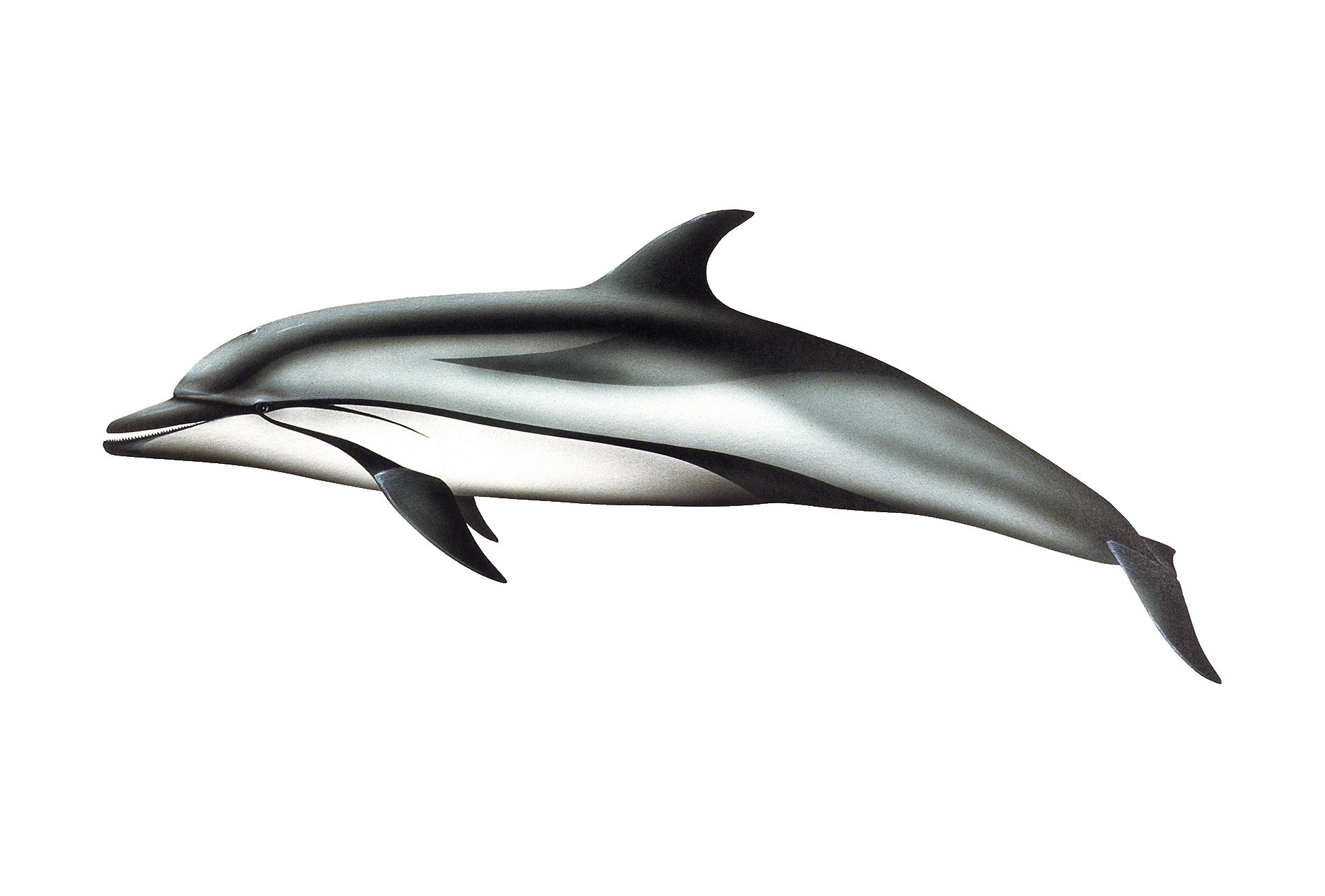 SPECIE - Pelagos Sanctuary