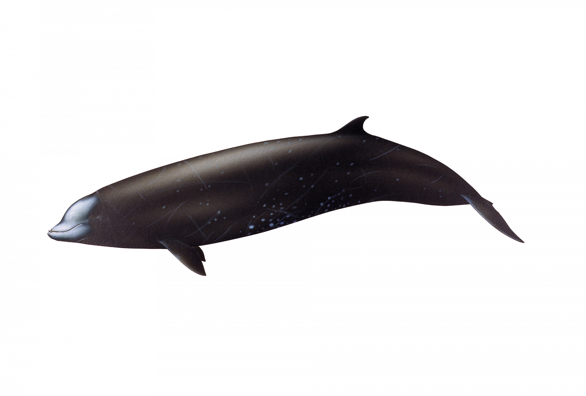 SPECIES - Pelagos Sanctuary