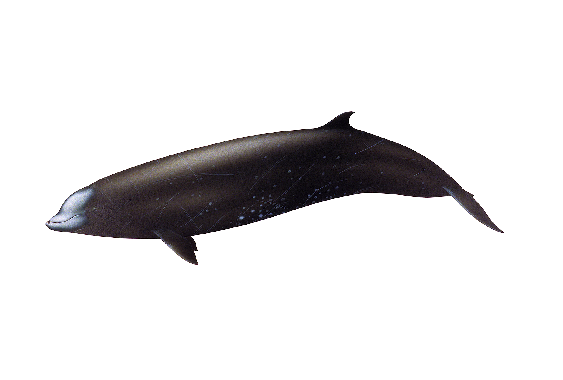 SPECIE - Pelagos Sanctuary