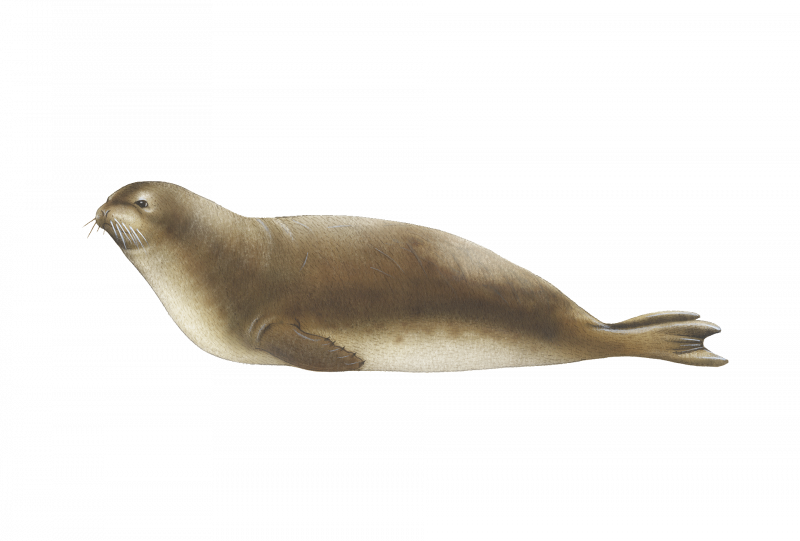 ESPECES - Pelagos Sanctuary