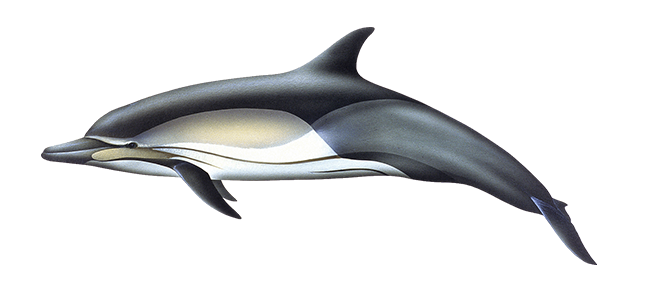 Pelagos Sanctuary - Home - Pelagos Sanctuary