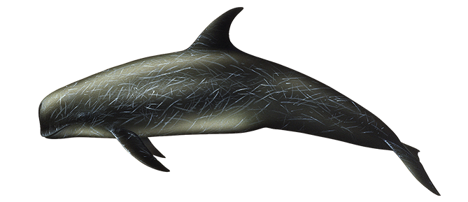 Santuario Pelagos - Home - Pelagos Sanctuary