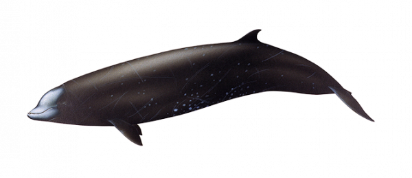 Sanctuaire Pelagos - Accueil - Pelagos Sanctuary