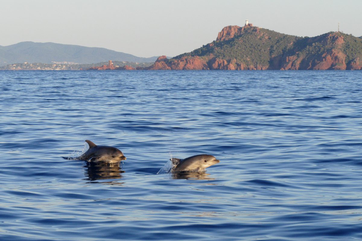 Pelagos Sanctuary - Home - Pelagos Sanctuary