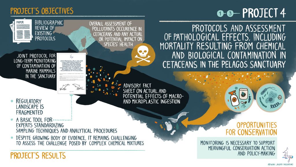 Pollution and cetacean health: a Pelagos study sheds light on chemical ...